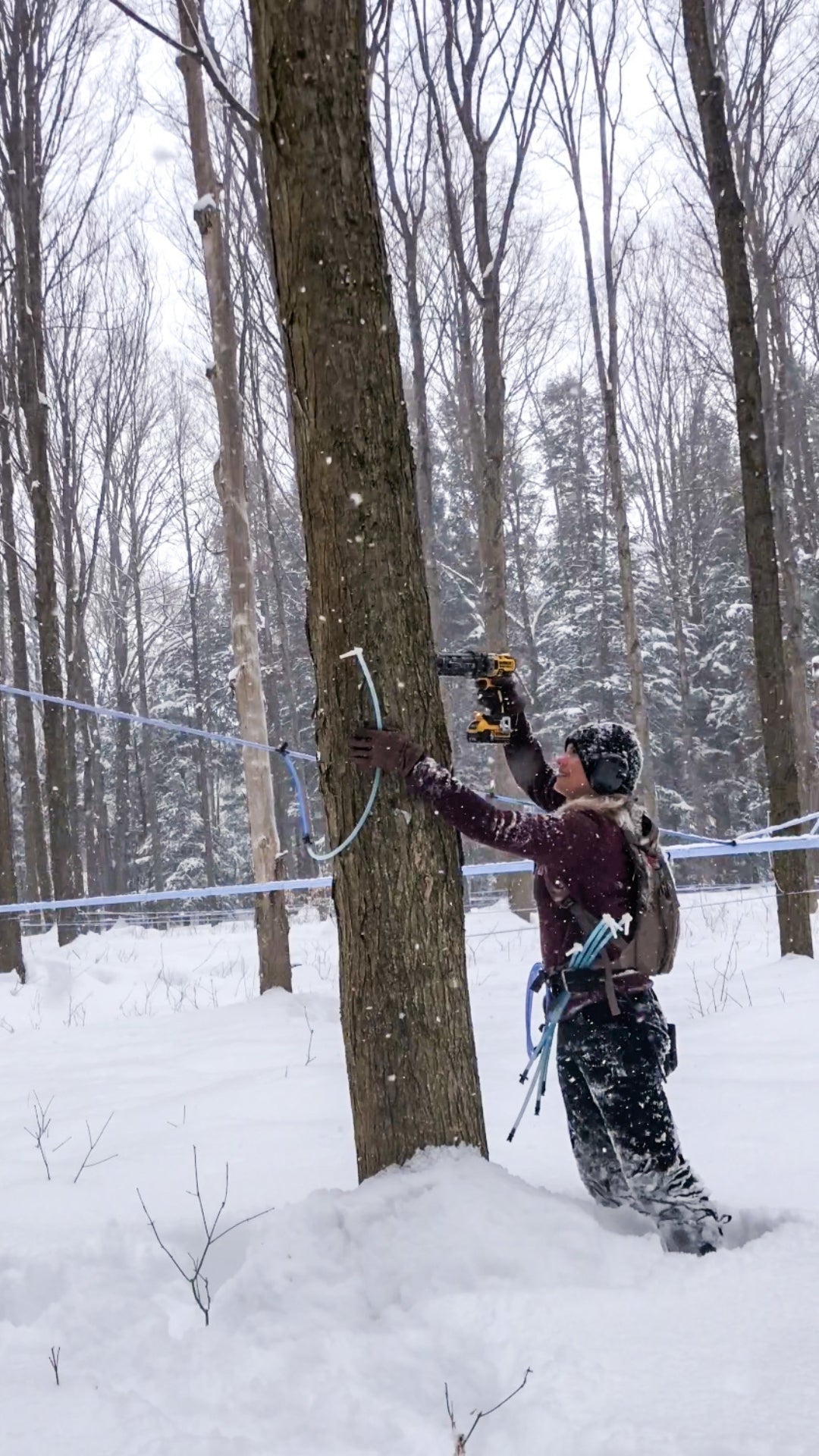 The Best Time For Tapping Maple Trees - Watch The Weather – The Maple ...